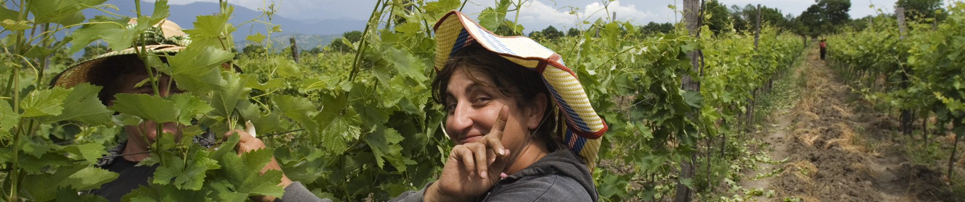 Georgisk vinkultur - House of Wine Georgia