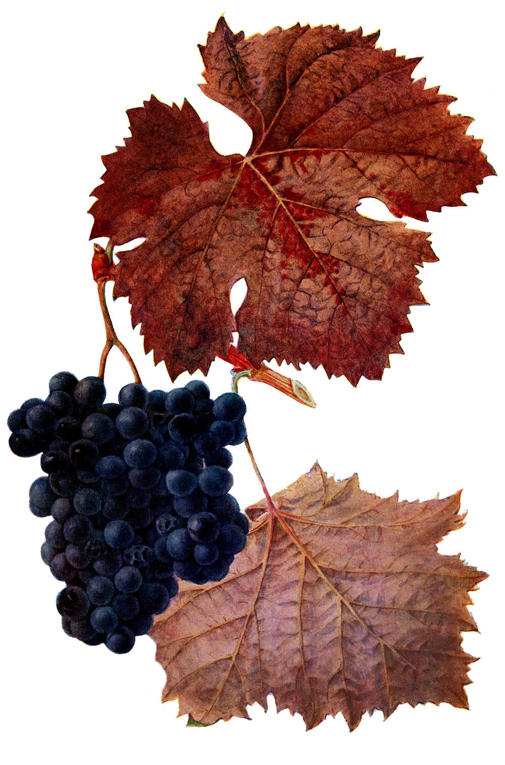 Vindruvor - House of Wine Georgia